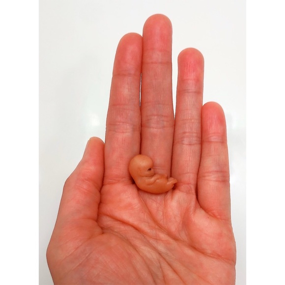 Toys | 9 Week Gestation Embryo Stage Of Fetal Development Memorialhonor ...
